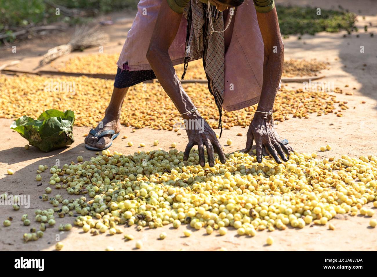 Woman from a Lanjia Saura tribe in Orissa in India in a small village ...