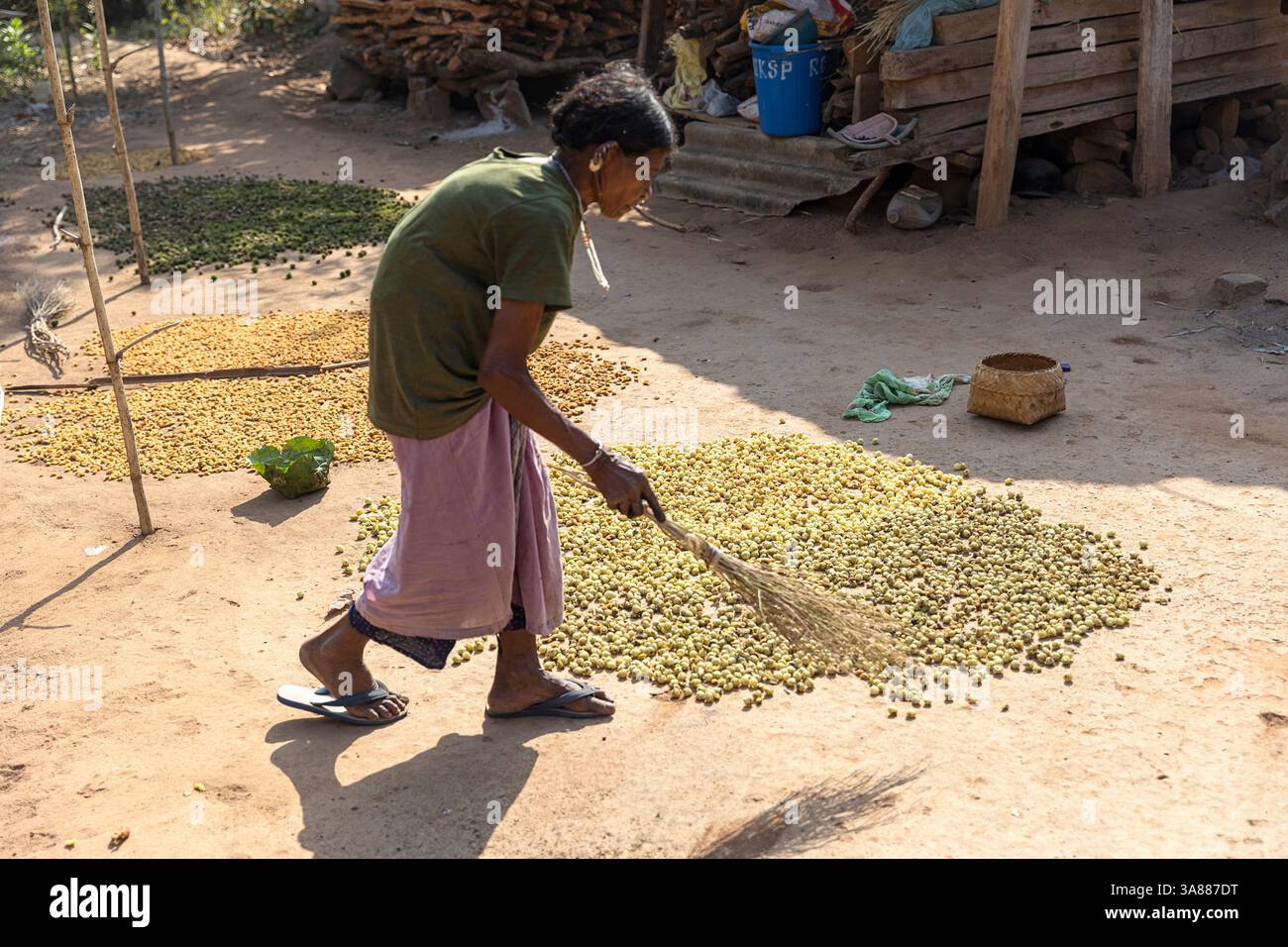 Woman from a Lanjia Saura tribe in Orissa in India in a small village ...
