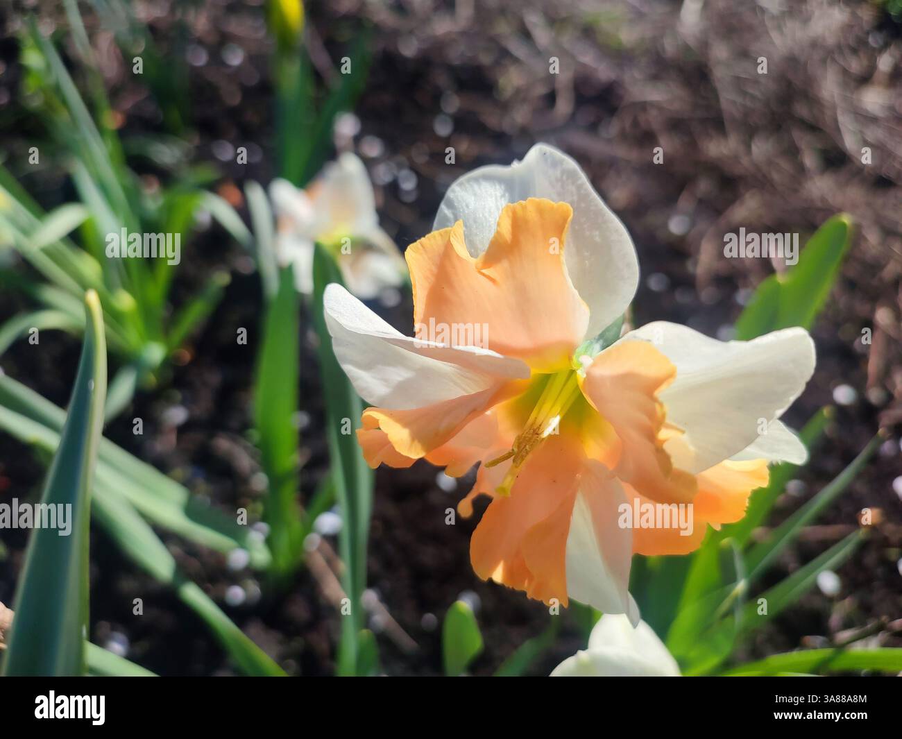 Narcissus close up. Beautiful flower with white orange petals, stamens ...