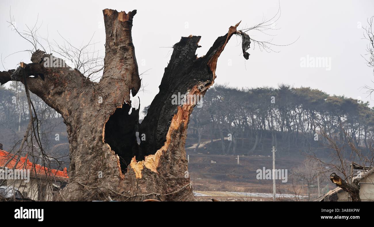 Forest fire MILS280325 10 / Uiseong Korea, Republic Of Copyright: xx ...