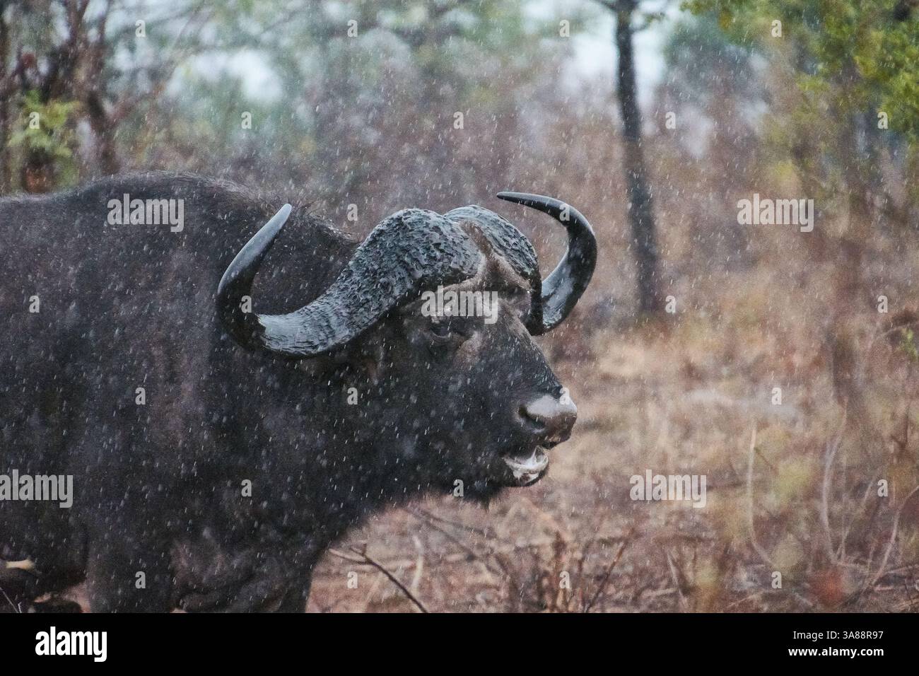 A buffalo standing in the rain in Kruger National Park, South Africa ...