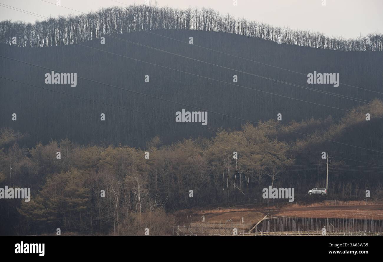 Forest fire MILS280325 8 / Uiseong Korea, Republic Of Copyright: xx ...