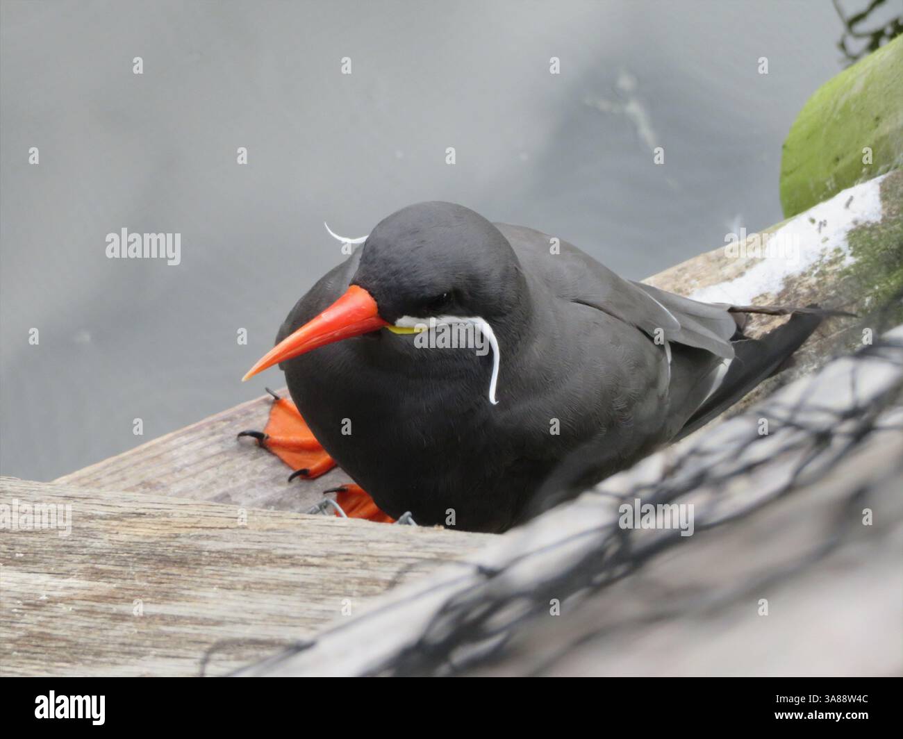 A cute sitting Inca tern at Martin Mere wetlands WWT bird conservation ...
