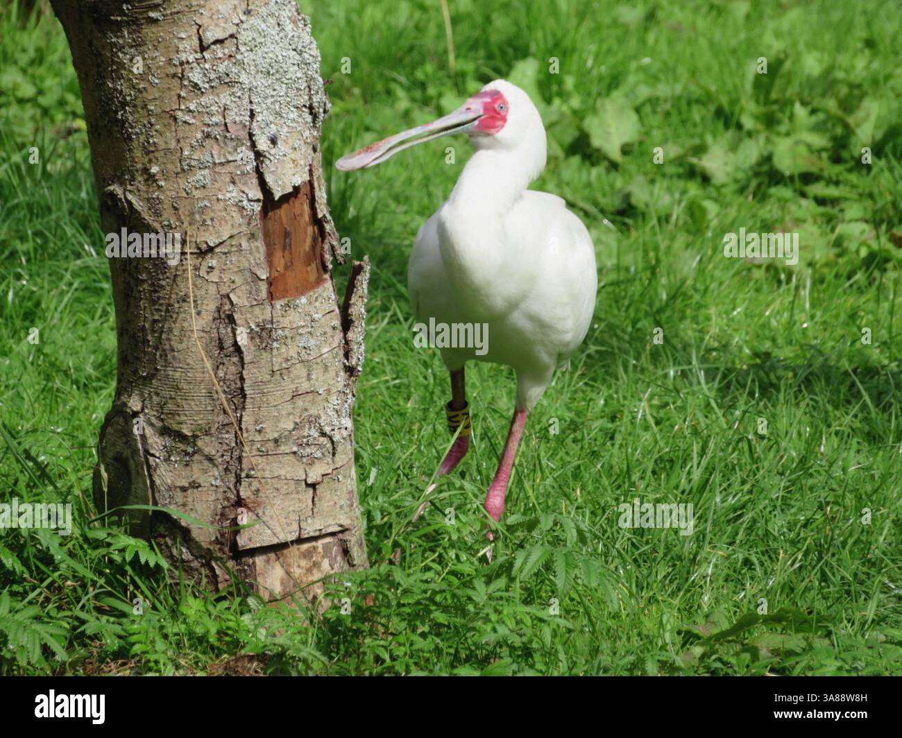 African spoonbill in Martin Mere WWT bird conservation wetlands centre ...