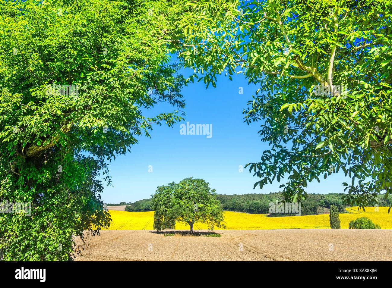 View of Walnut tree standing in corn field looking through foreground ...