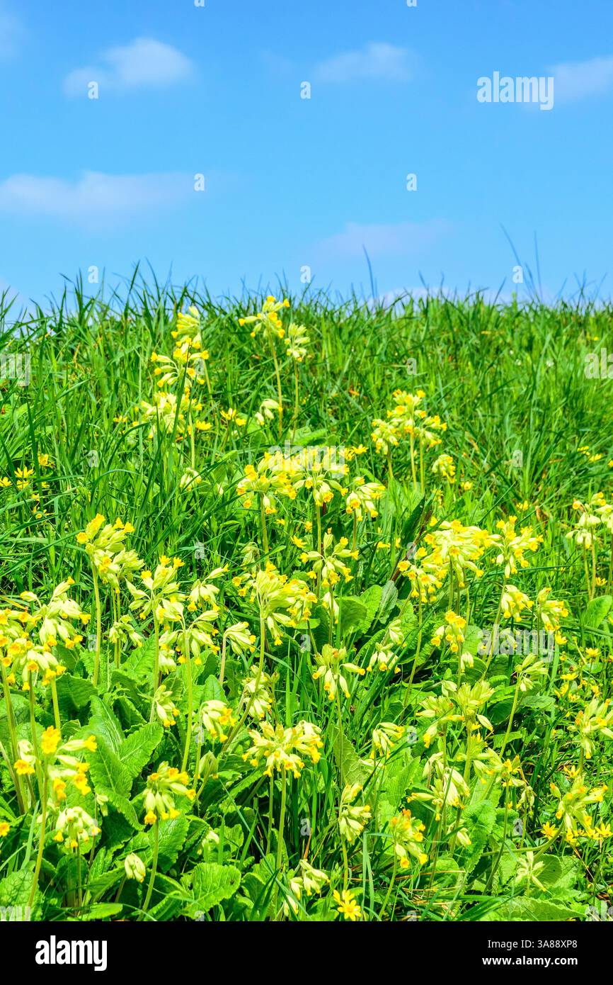 Display of Common Cowslip (Primula veris) growing on sunny bank at side ...