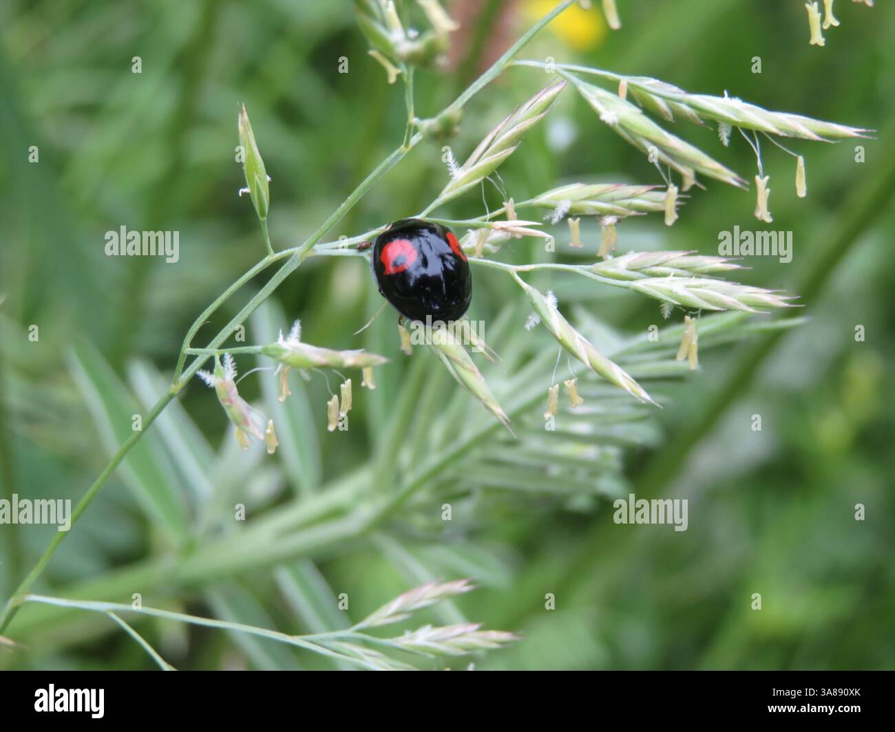 Heather lady beetle hi-res stock photography and images - Alamy