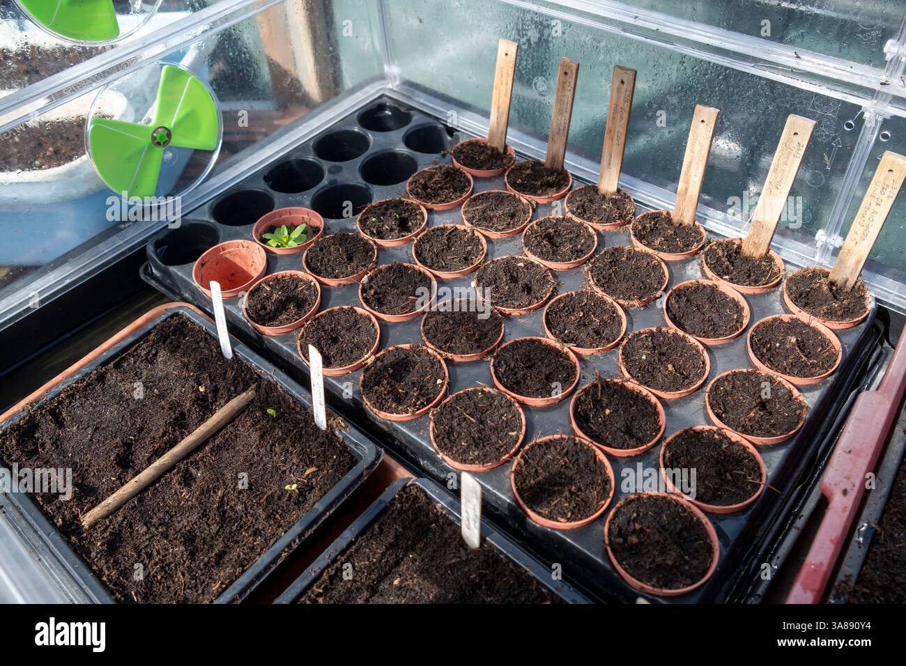Rows of seed pots filled with compost in a heated propagator Stock ...