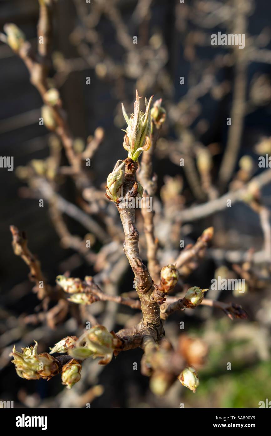 Tree budding process hi-res stock photography and images - Alamy