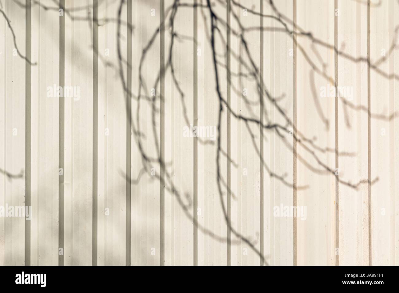 Delicate tree branch shadows cast across light vertical metal wall ...