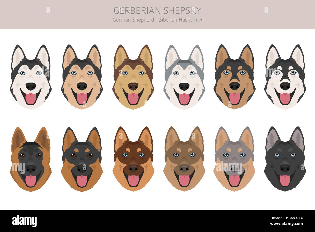 Gerberian Shepsky clipart. German Shepherd Siberian Husky mix ...