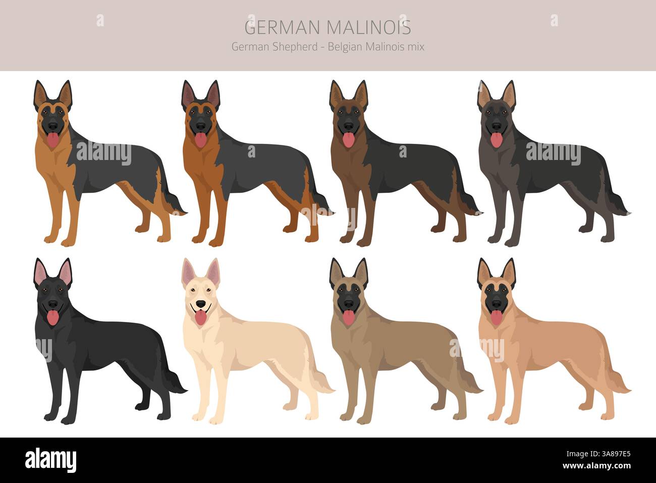 German Malinois clipart. German Shepherd - Belgian Malinois mix. All ...