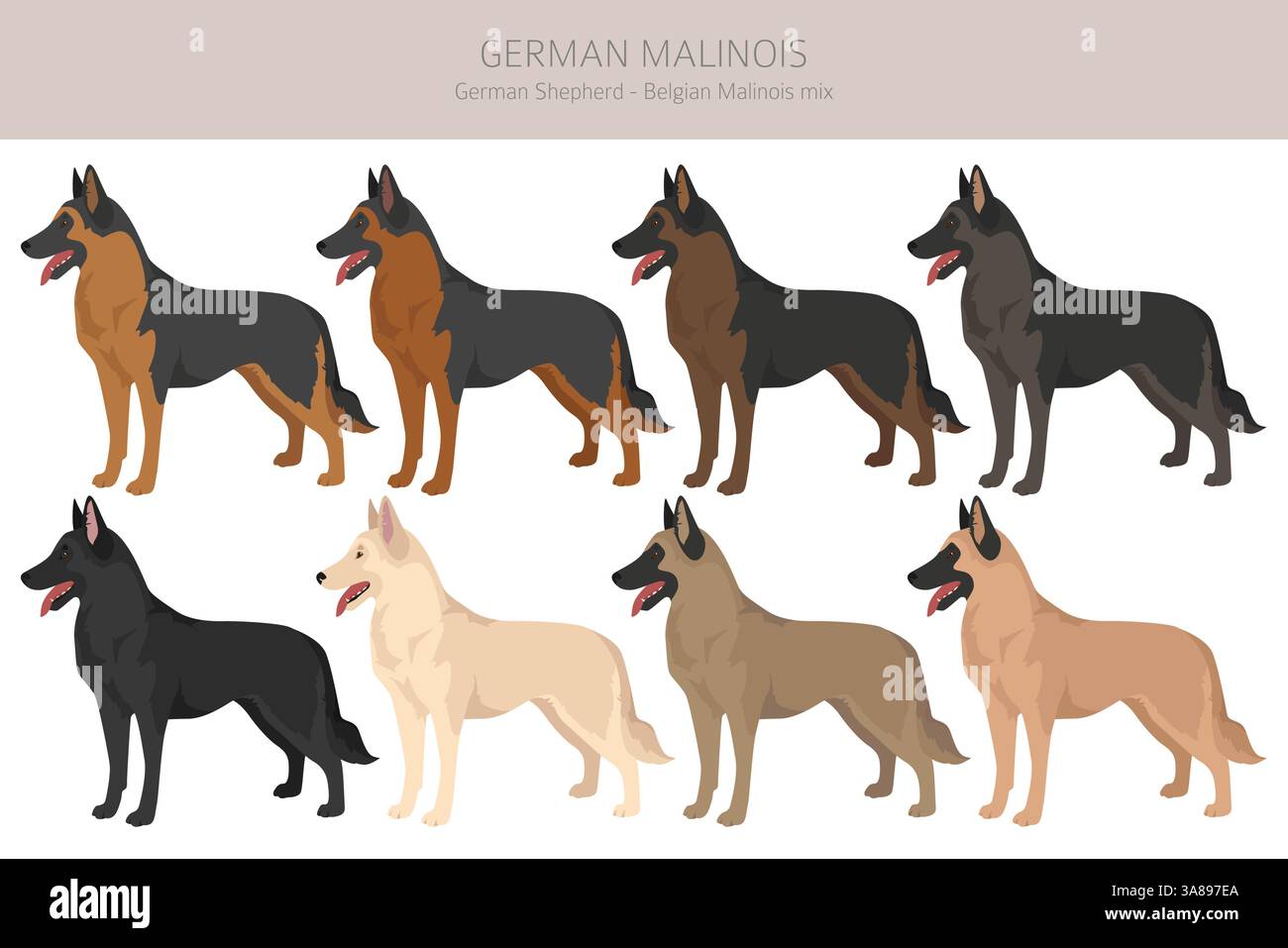German Malinois clipart. German Shepherd - Belgian Malinois mix. All ...