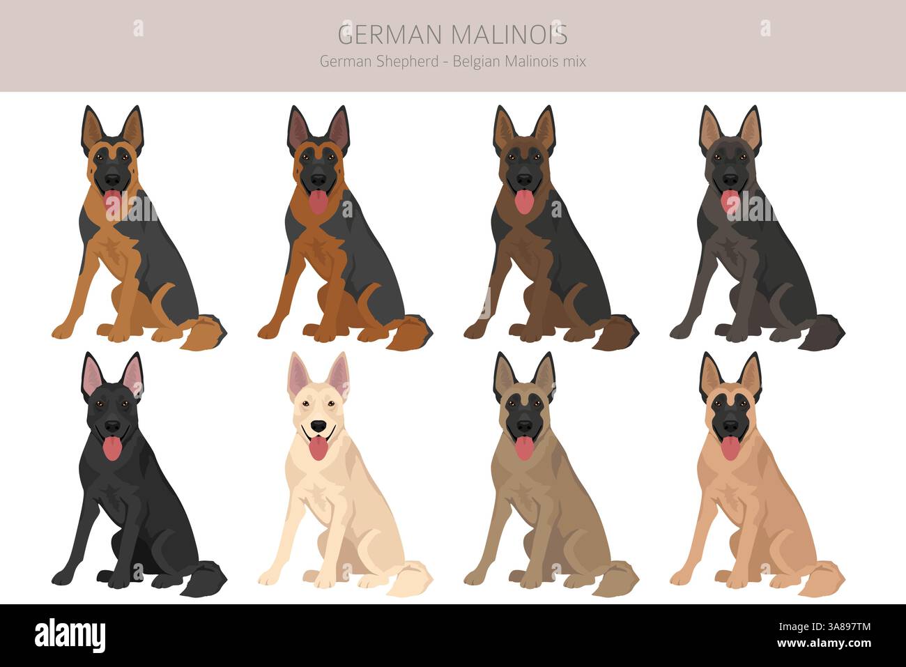 German Malinois clipart. German Shepherd - Belgian Malinois mix. All ...