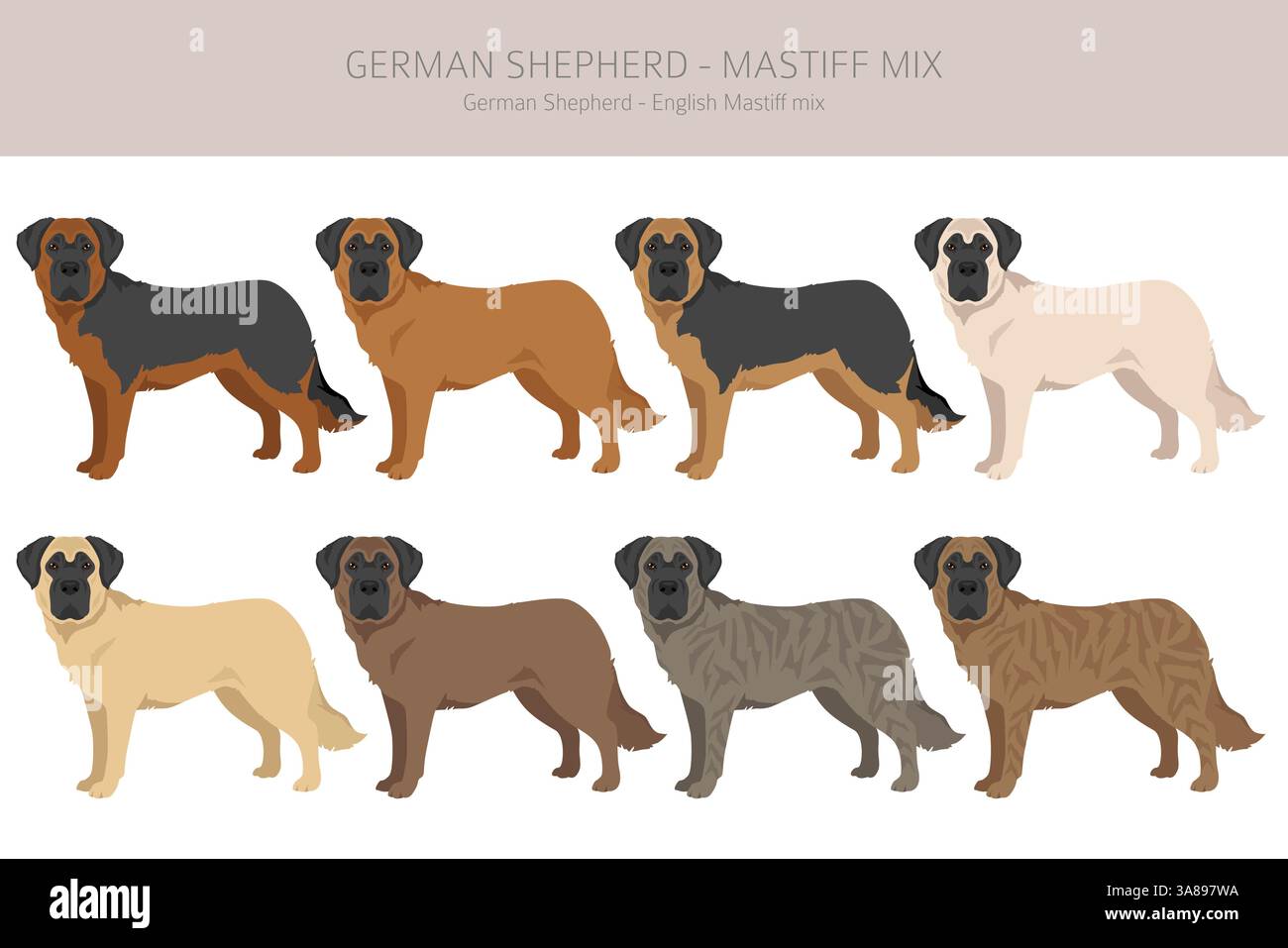 German Shepherd Mastiff clipart. German Shepherd - English Mastiff mix. All possible coat colors ...