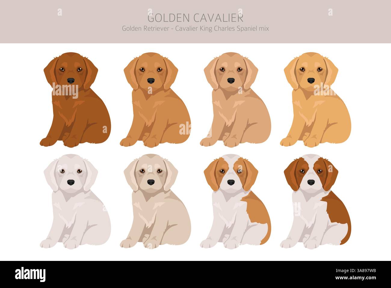 Golden Cavalier clipart. Golden Retriever Cavalier King Charles Spaniel ...