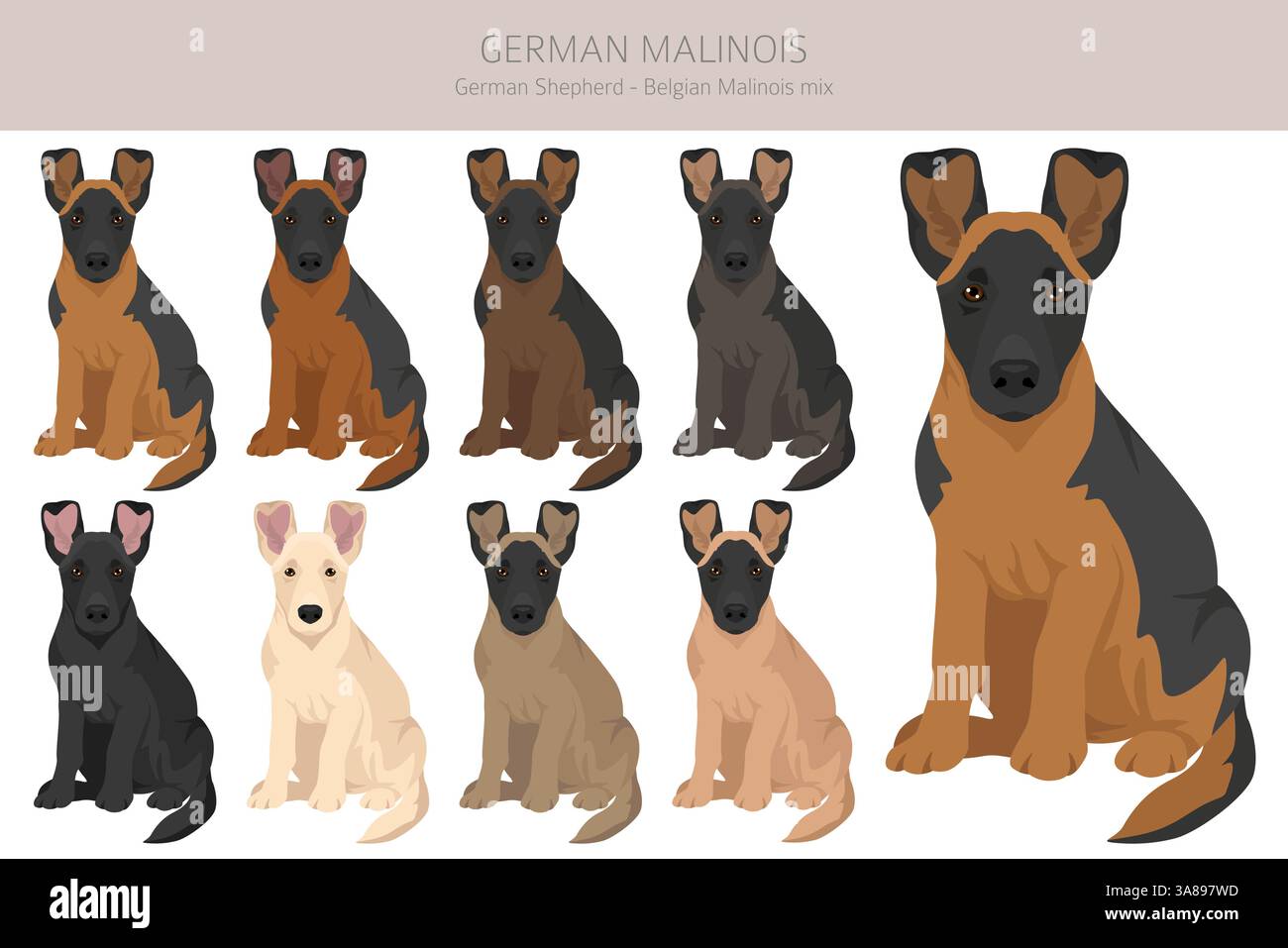 German Malinois clipart. German Shepherd - Belgian Malinois mix. All ...