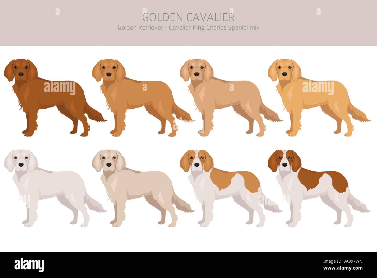 Golden Cavalier clipart. Golden Retriever Cavalier King Charles Spaniel ...