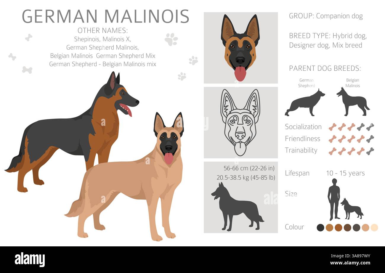 German Malinois clipart. German Shepherd - Belgian Malinois mix. All ...