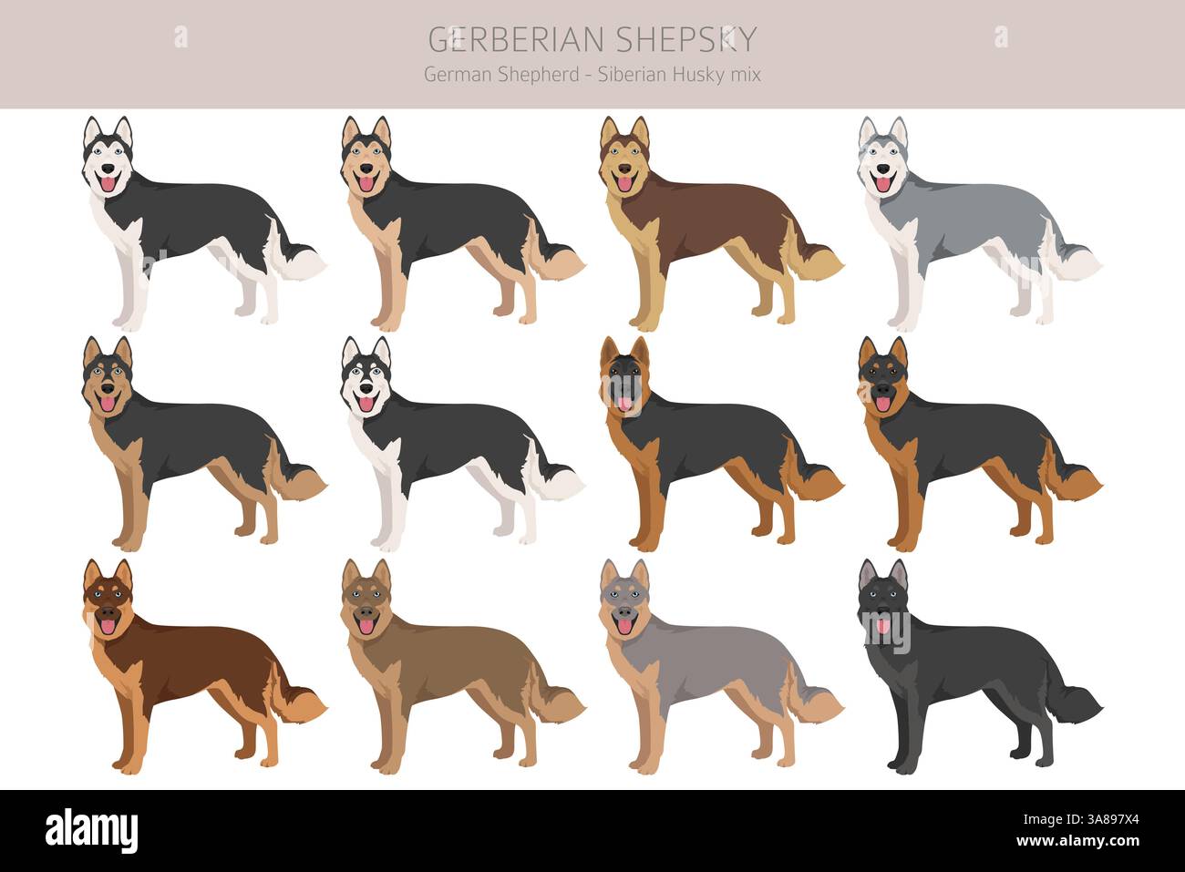 Gerberian Shepsky clipart. German Shepherd Siberian Husky mix ...