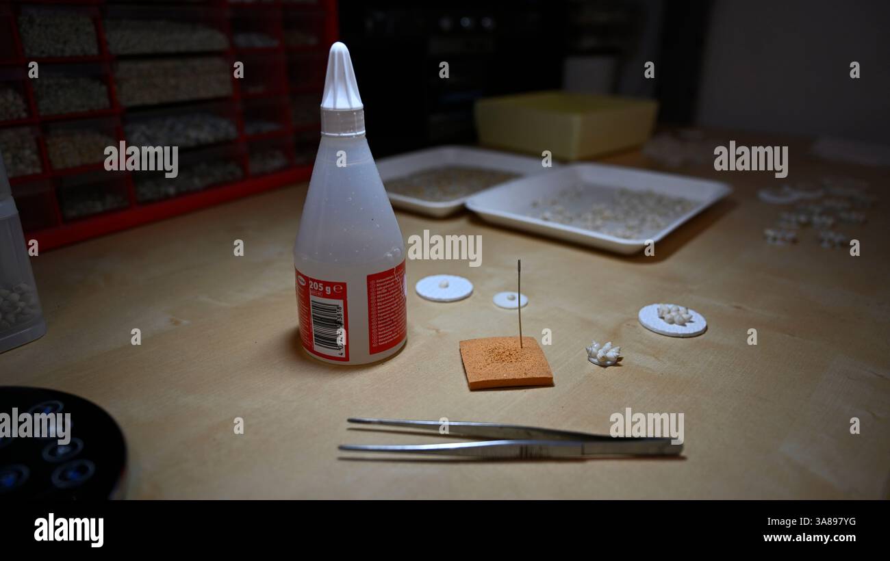 Needle snail hi-res stock photography and images - Alamy