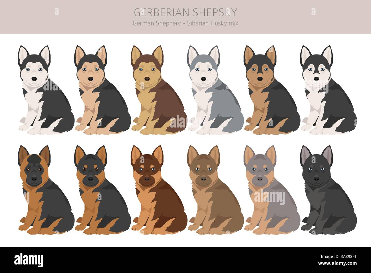 Gerberian Shepsky clipart. German Shepherd Siberian Husky mix ...
