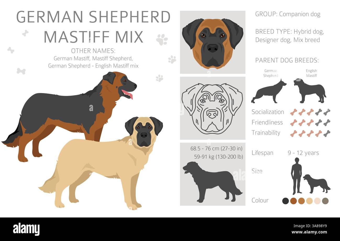 German Shepherd Mastiff clipart. German Shepherd - English Mastiff mix. All possible coat colors ...