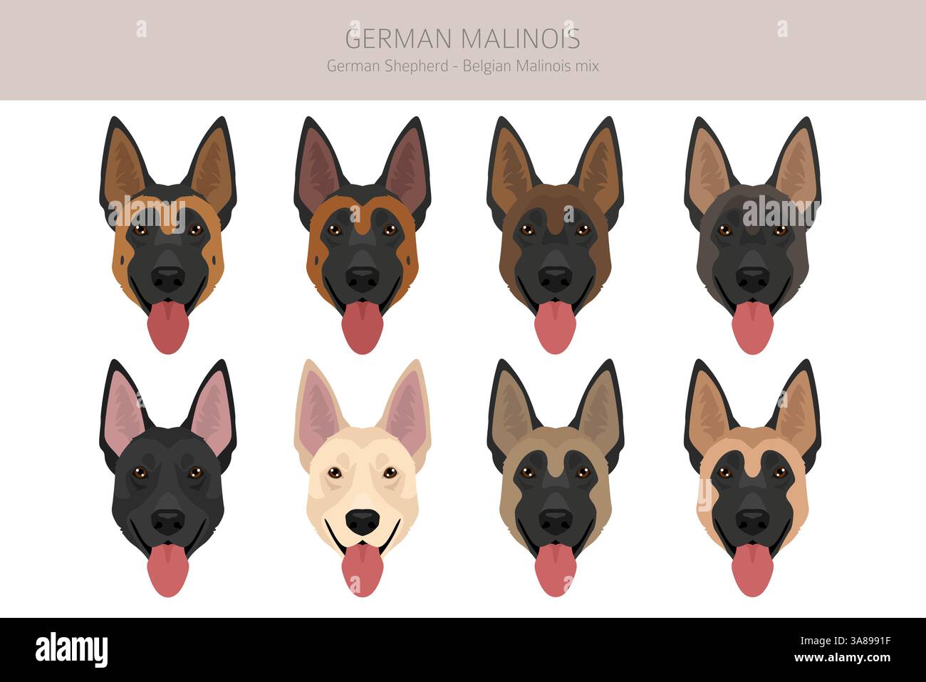 German Malinois clipart. German Shepherd - Belgian Malinois mix. All ...