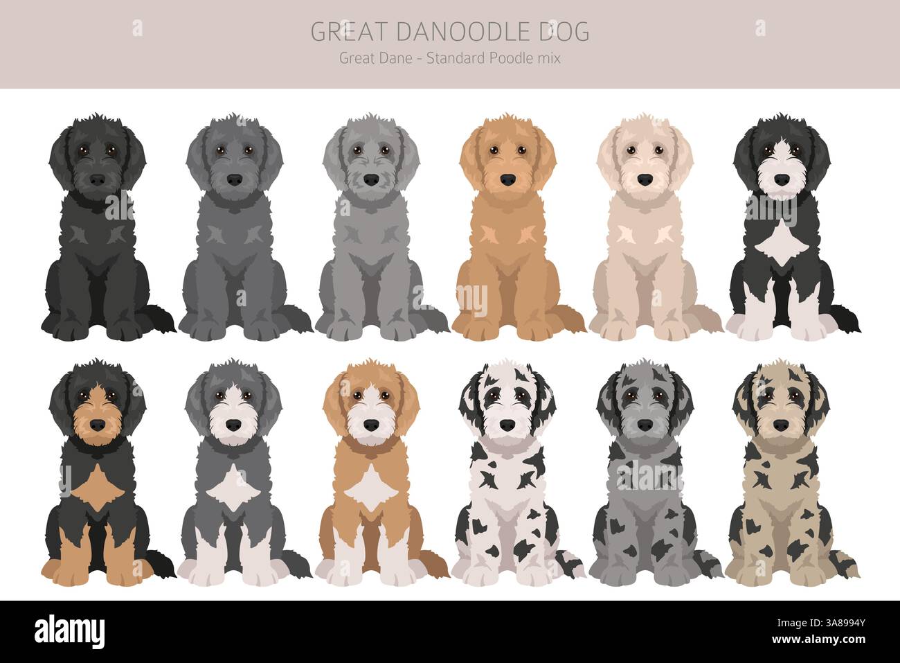Great Danoodle clipart. Great Dane Poodle mix. Different coat colors ...