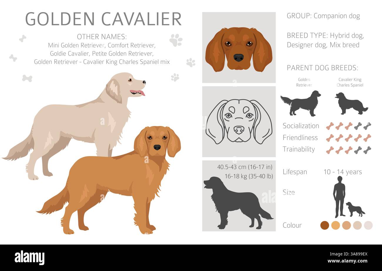 Golden Cavalier clipart. Golden Retriever Cavalier King Charles Spaniel ...