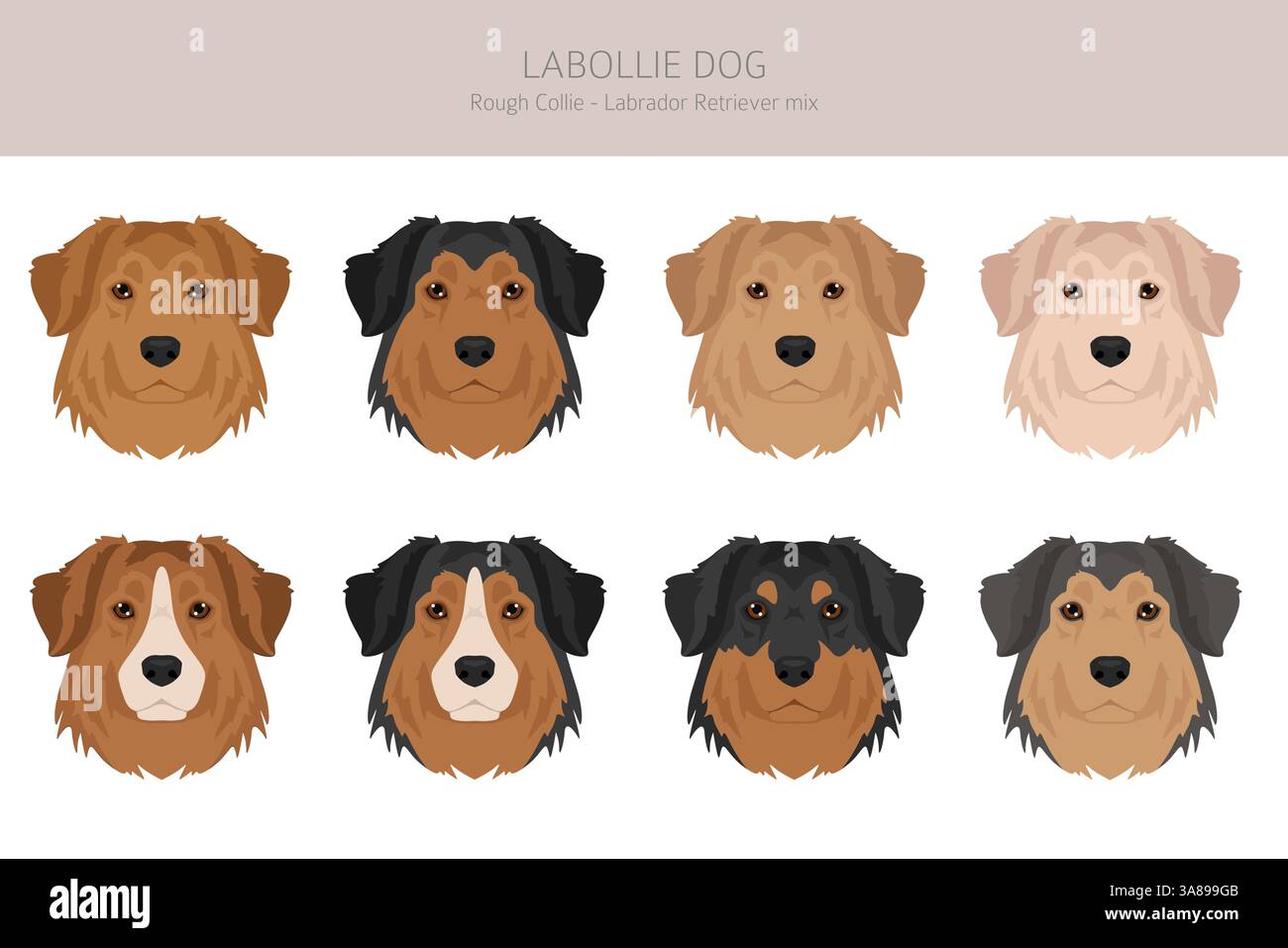 Labollie dog mix clipart. Labrador Retriever - Rough Collie mix. All ...