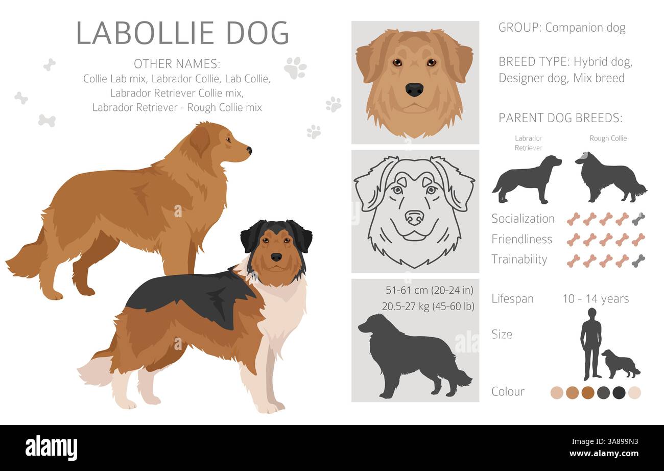 Rough collie dog clipart Cut Out Stock Images & Pictures - Alamy