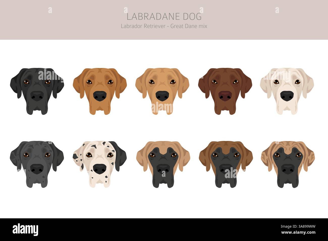 Labradane dog mix clipart. Labrador Retriever - Great Dane mix. All ...