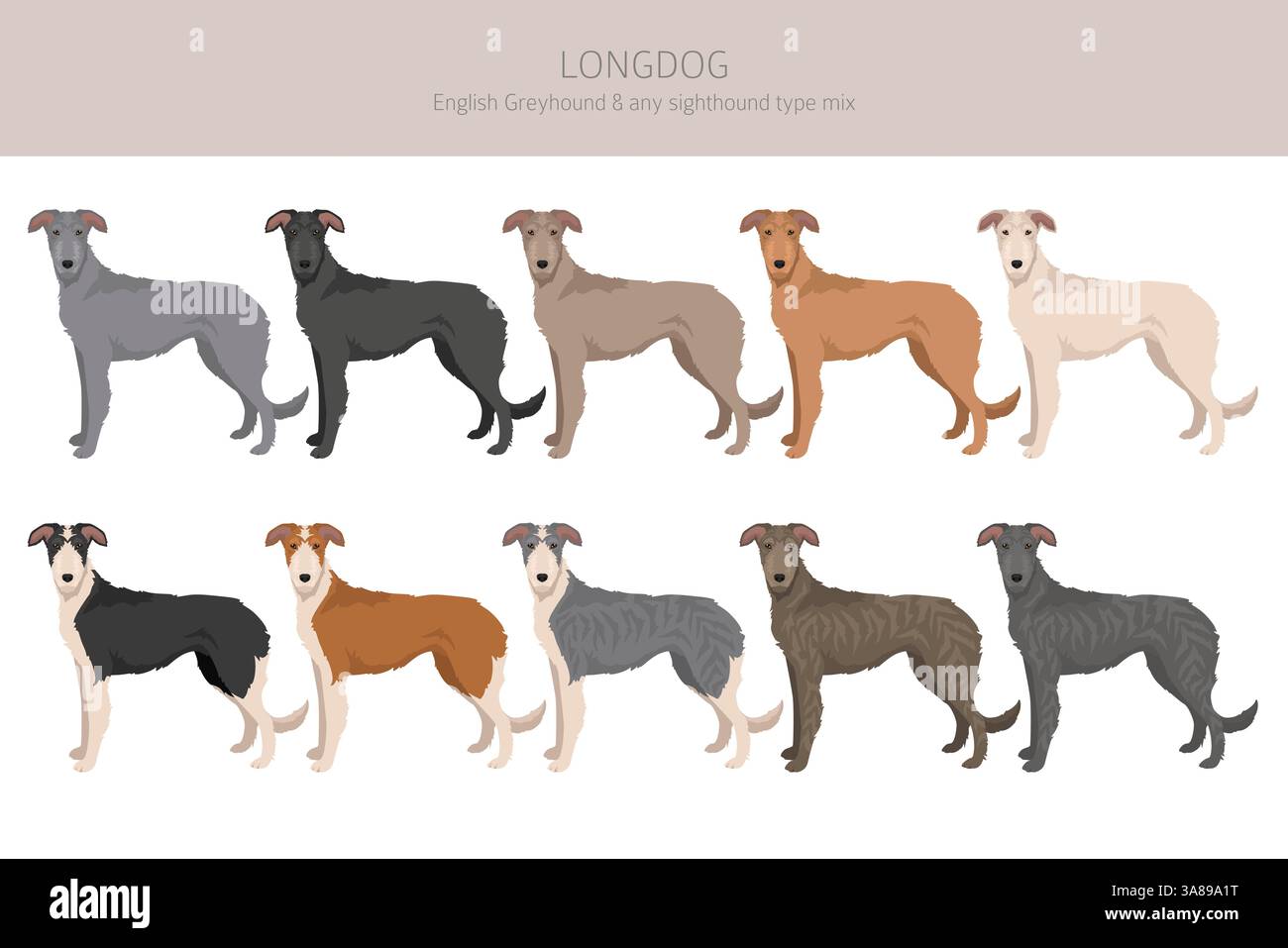 Longdog mix clipart. English Greyhound - any sighthound mix. All ...