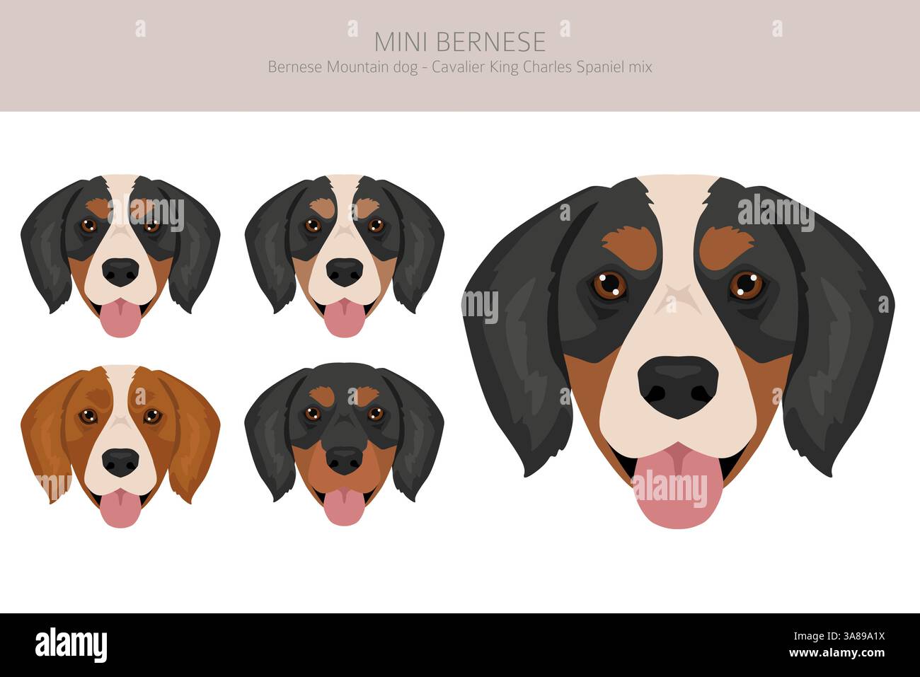Mini Bernese clipart. Bernese Mountain dog - Cavalier King Charles ...
