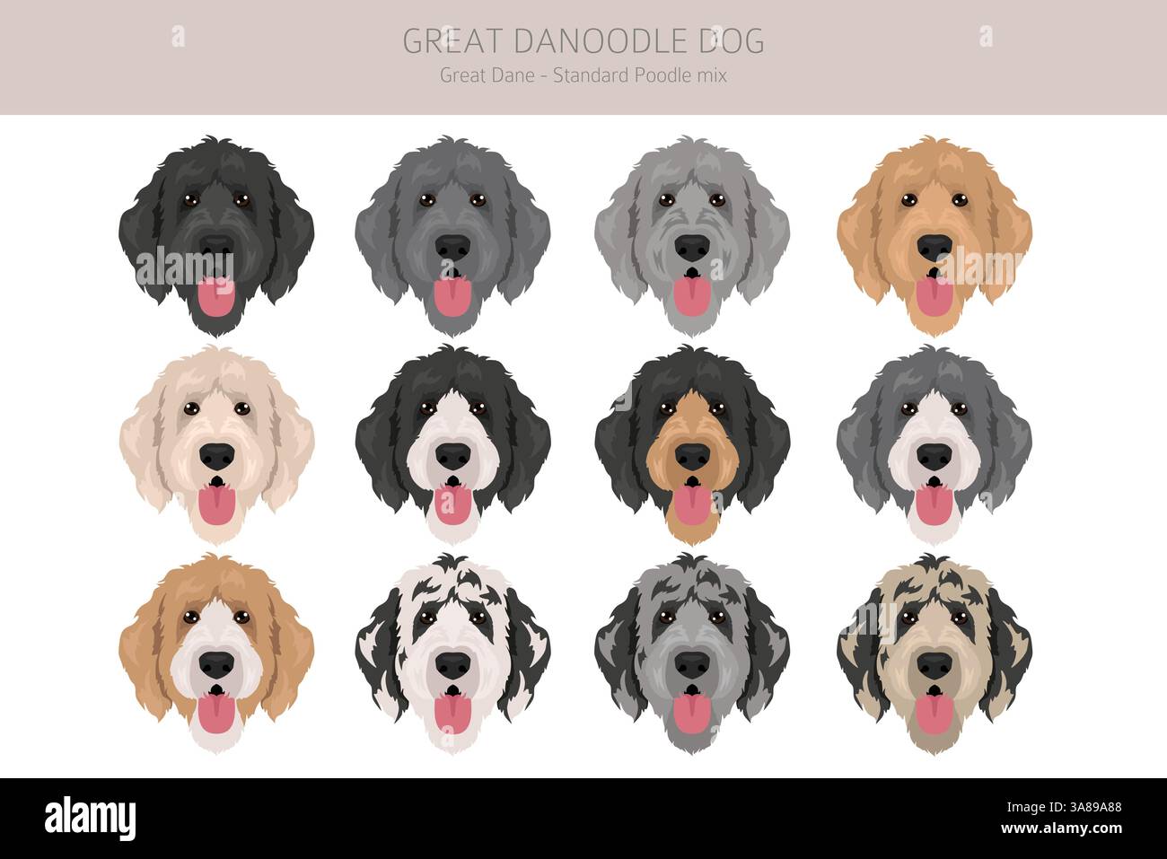 Great Danoodle clipart. Great Dane Poodle mix. Different coat colors ...