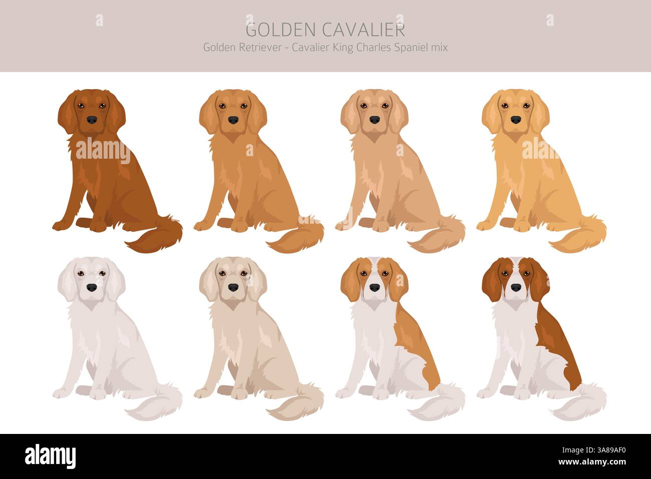 Golden Cavalier clipart. Golden Retriever Cavalier King Charles Spaniel ...