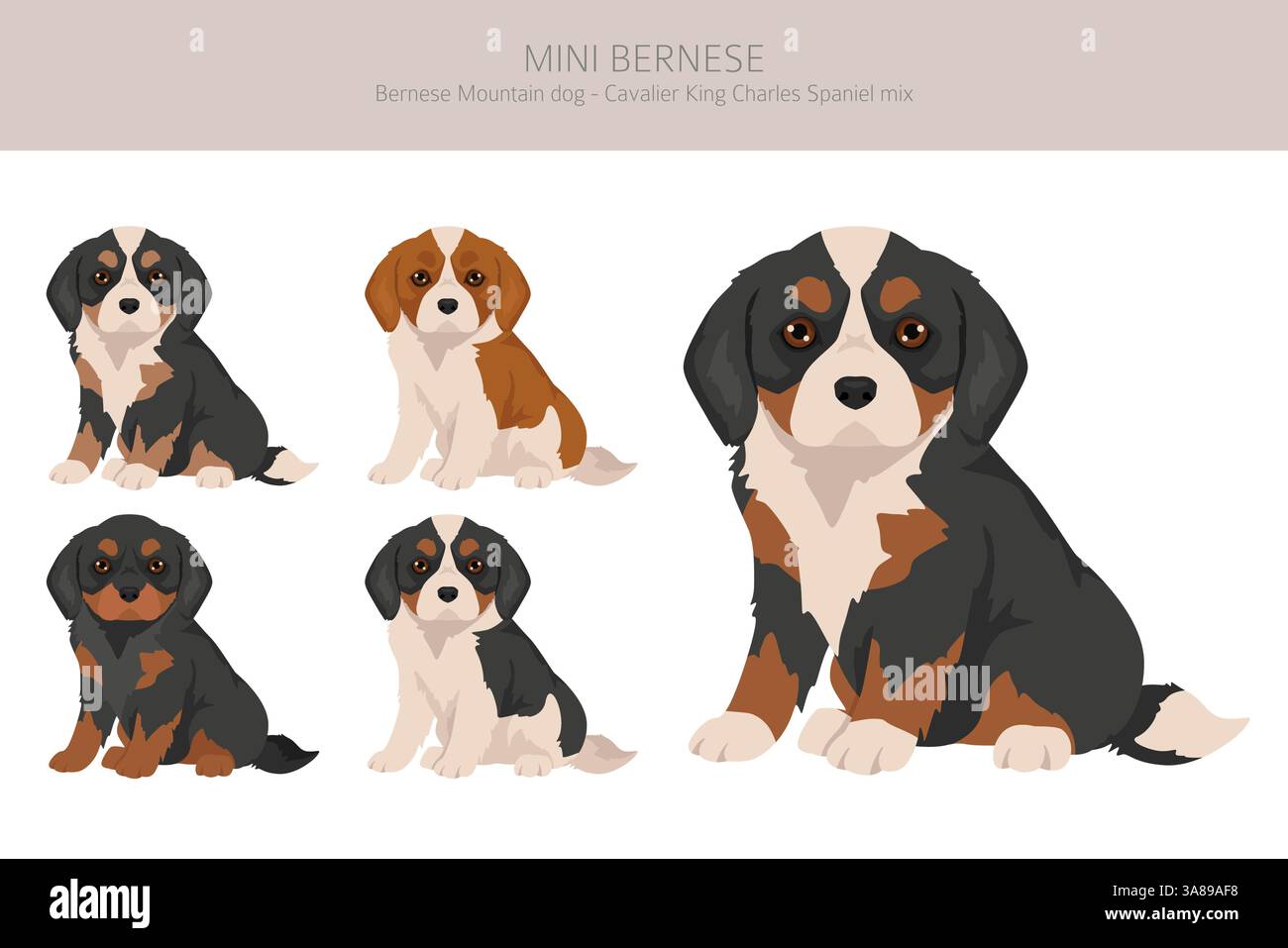 Mini Bernese clipart. Bernese Mountain dog - Cavalier King Charles ...