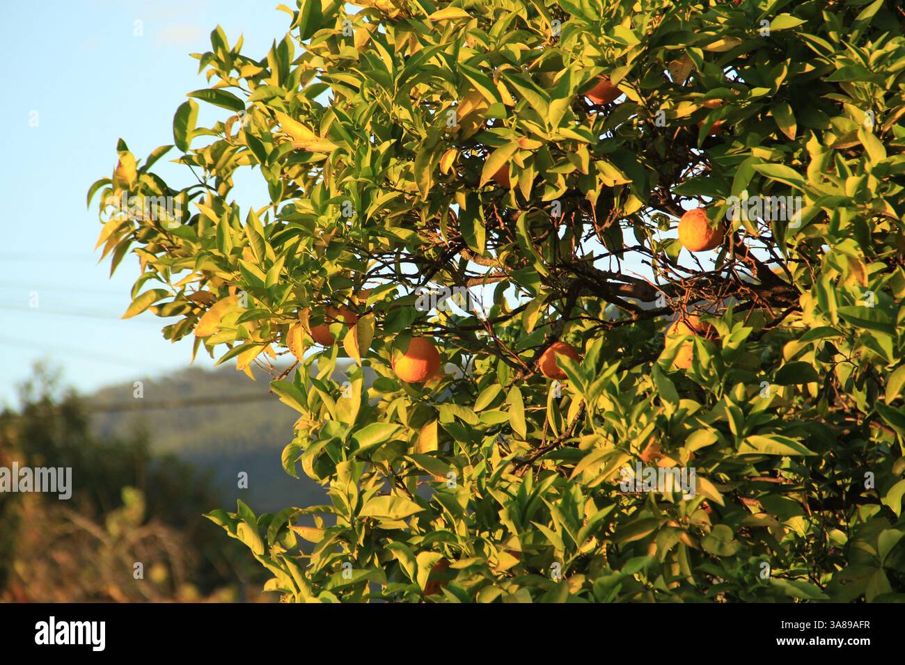 Oranges hanging in tree at golden hour Stock Photo - Alamy