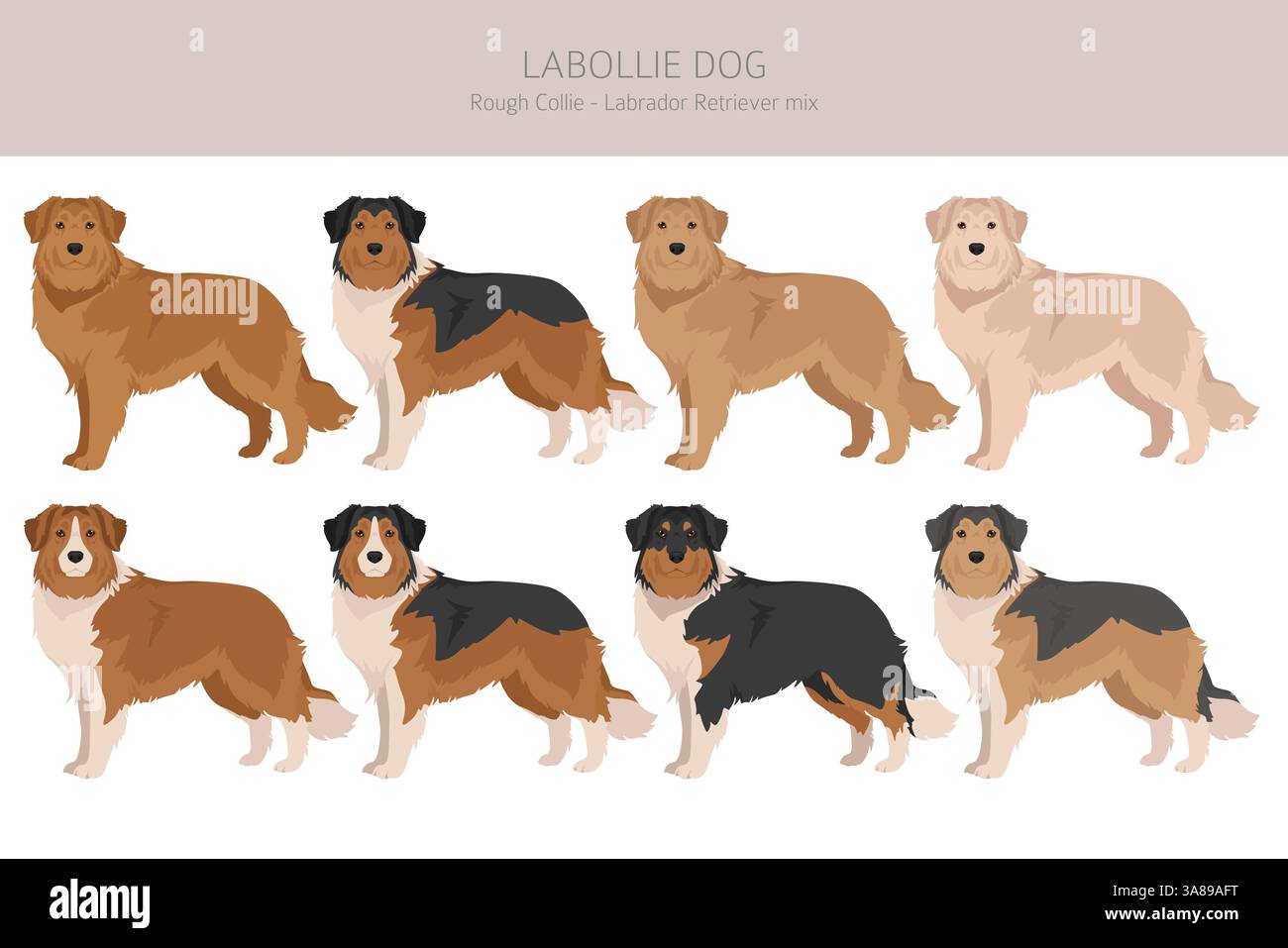 Labollie dog mix clipart. Labrador Retriever - Rough Collie mix. All ...