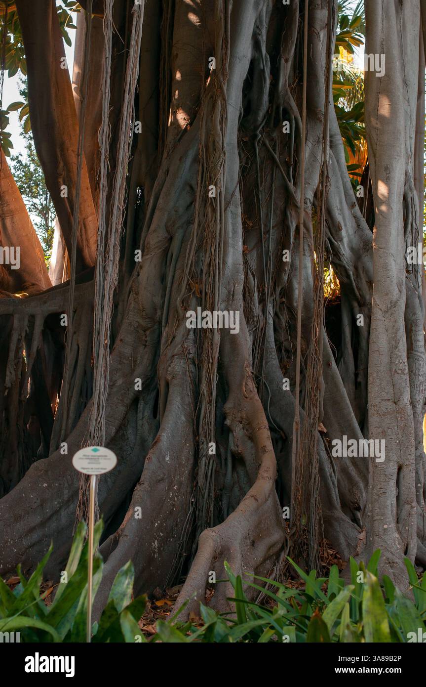 Massive intertwined roots and trunk of a banyan tree with aerial roots ...