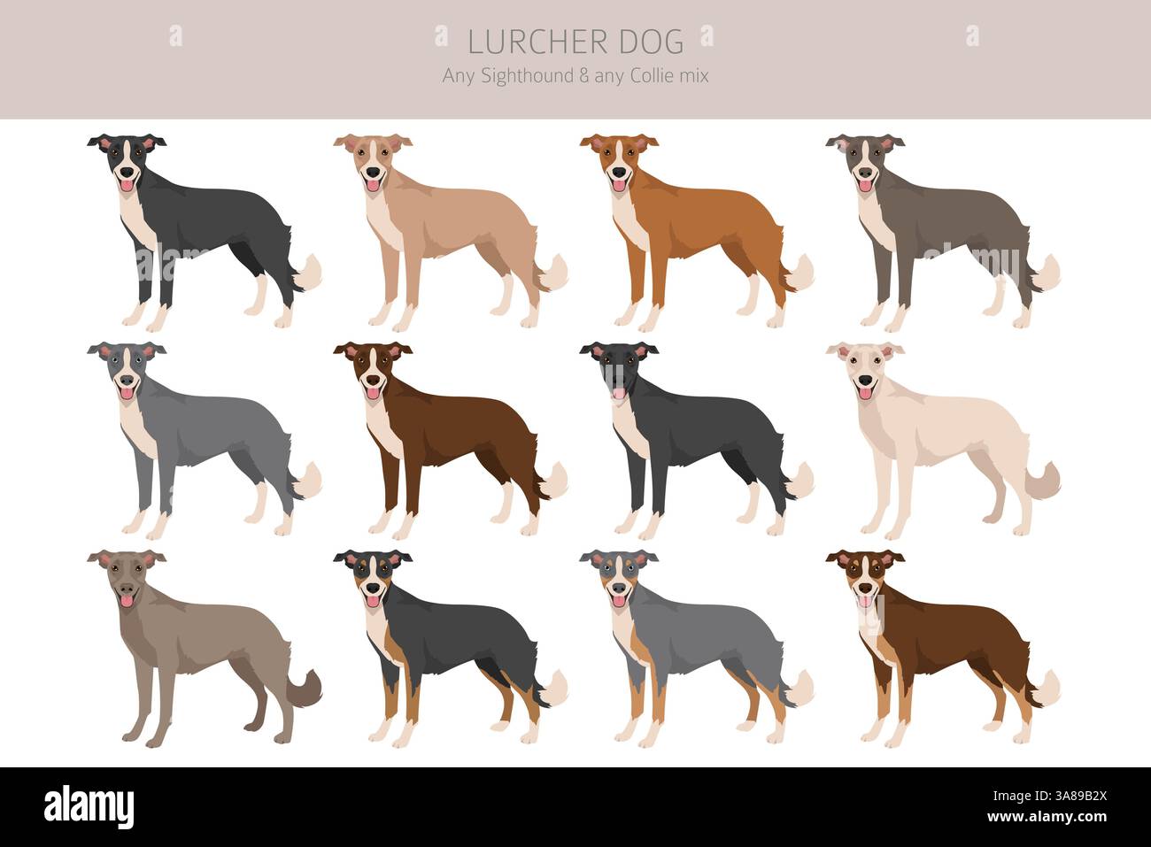 Lurcher mix clipart. Sighthound Collie mix. All possible coat colors ...