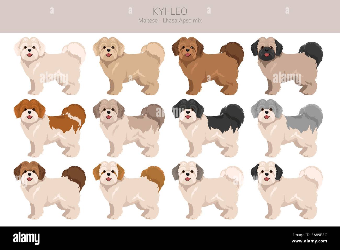 Kyi-Leo dog clipart. Maltese Lhasa Apso mix. Different coat colors set ...