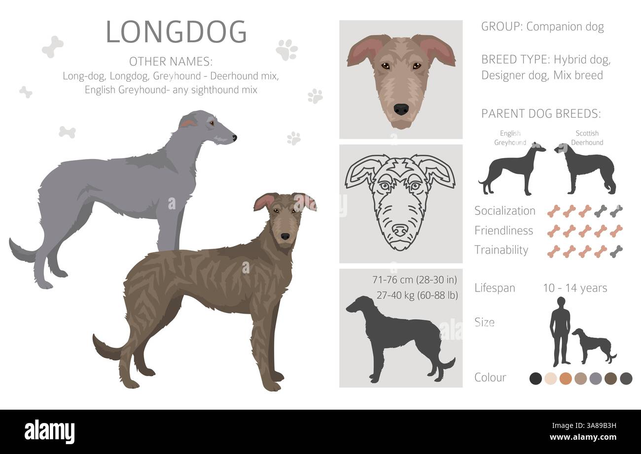 Longdog mix clipart. English Greyhound - any sighthound mix. All ...