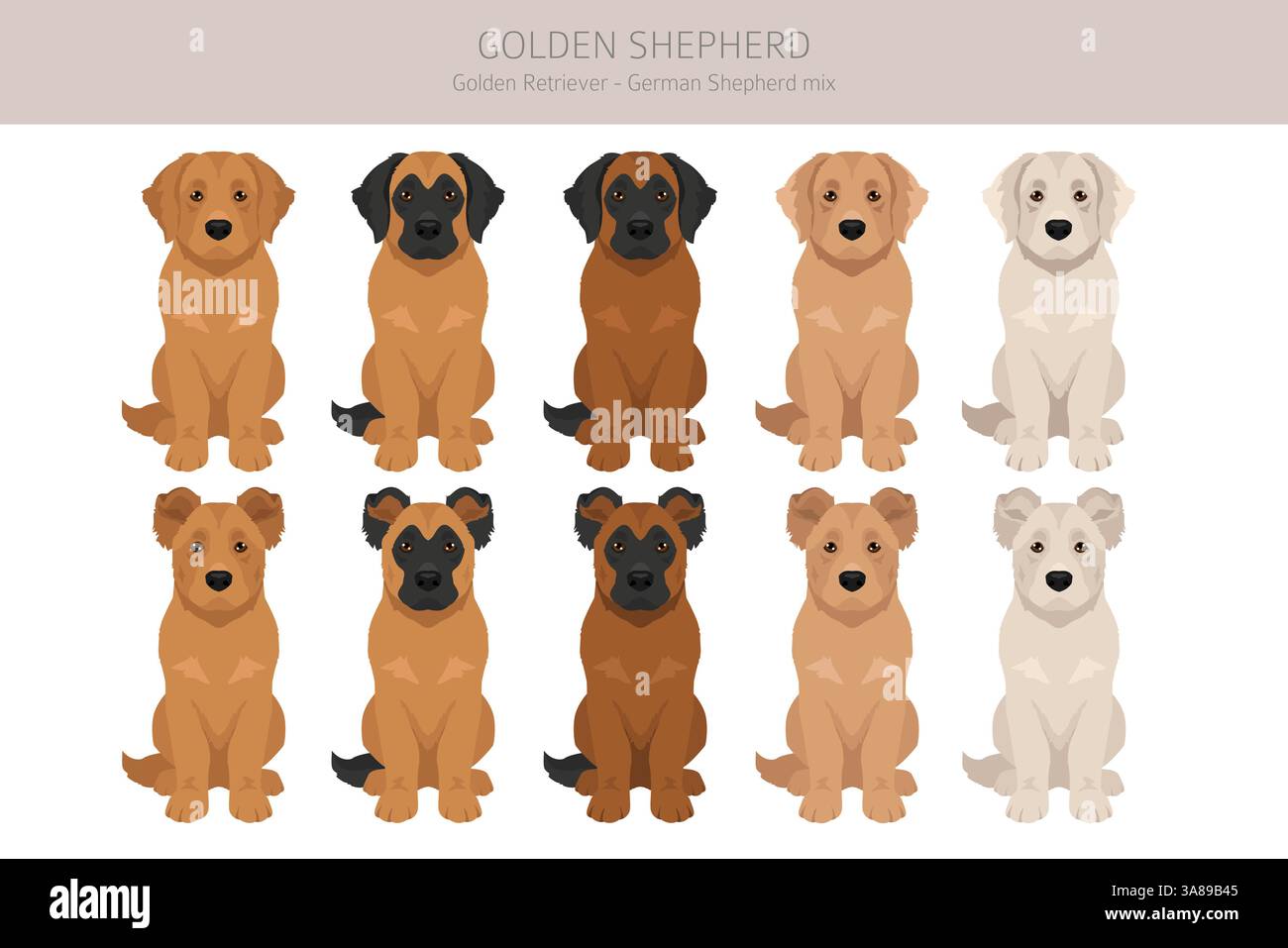 Golden Shepherd clipart. Golden retriever German Shepherd mix ...