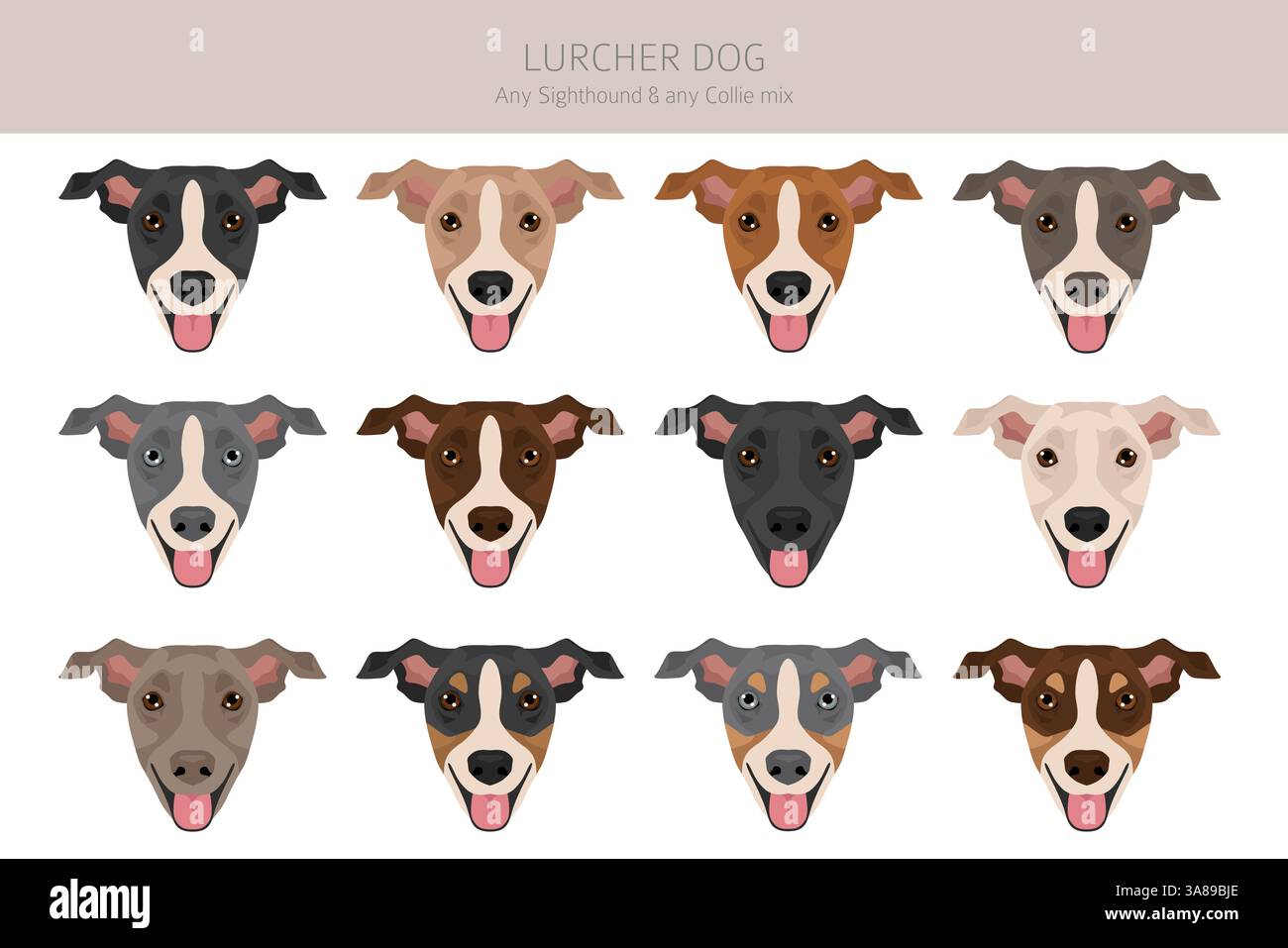 Lurcher mix clipart. Sighthound Collie mix. All possible coat colors ...