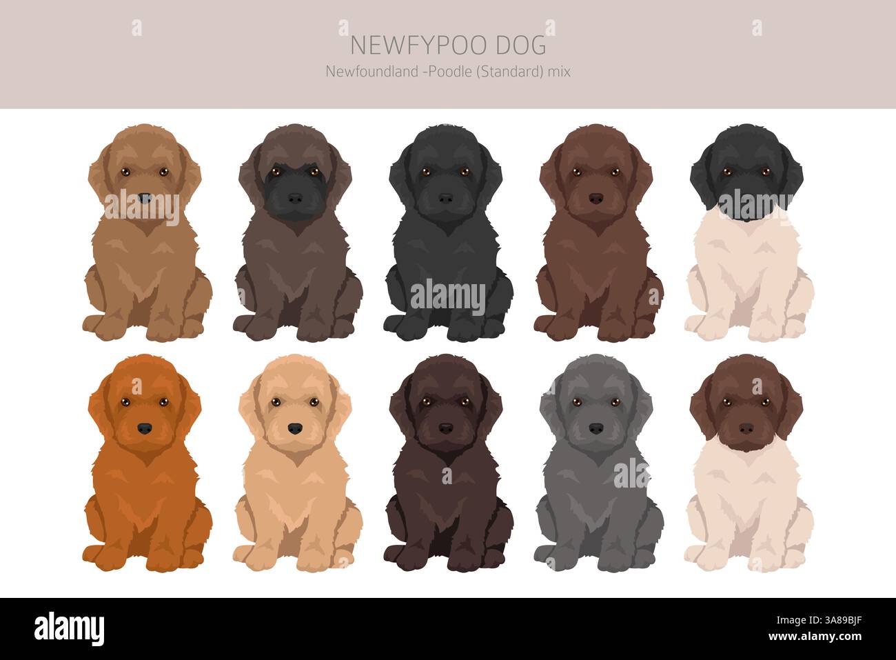 Newfypoo clipart. Newfoundland - Standard Poodle mix. All possible coat ...