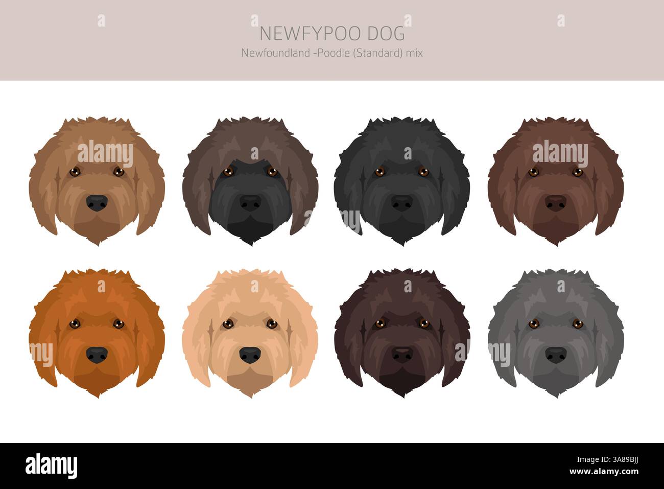Newfypoo clipart. Newfoundland - Standard Poodle mix. All possible coat ...