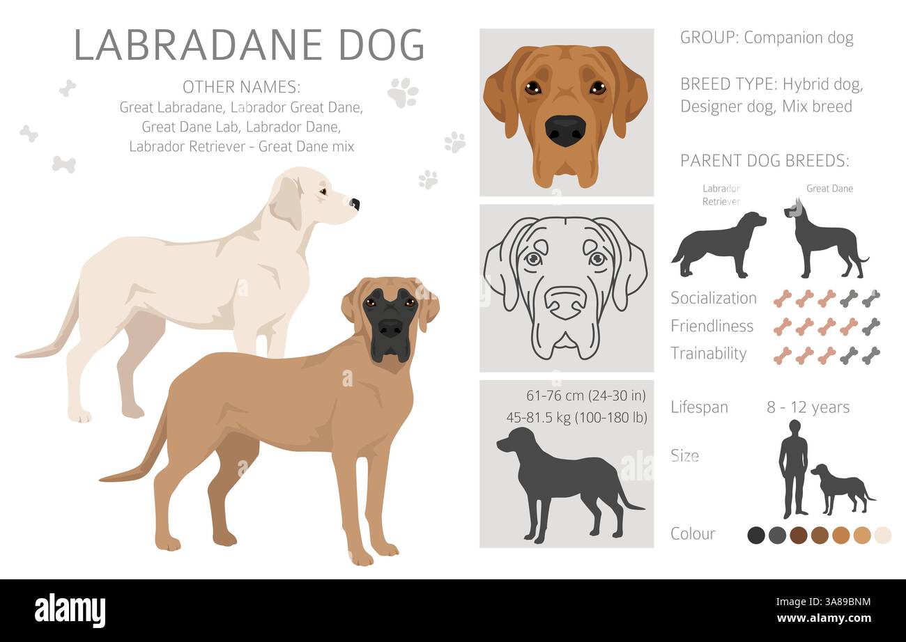 Labradane dog mix clipart. Labrador Retriever - Great Dane mix. All ...
