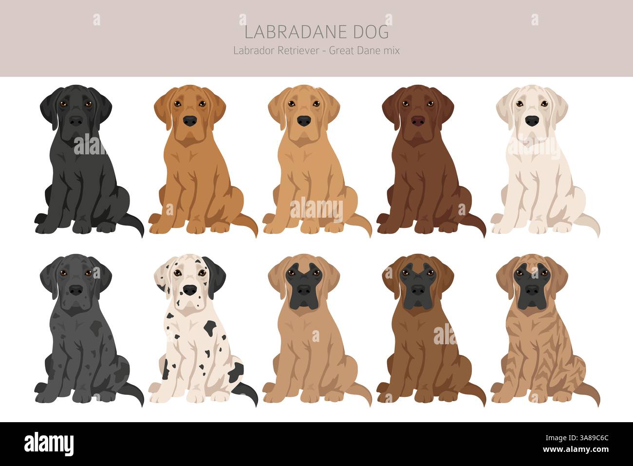 Labradane dog mix clipart. Labrador Retriever - Great Dane mix. All ...